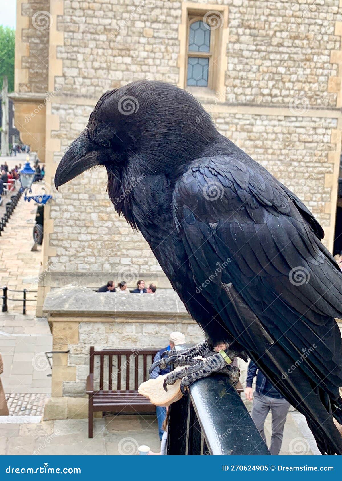 Raven at the Tower of London Stock Image - Image of wildlifephotography ...