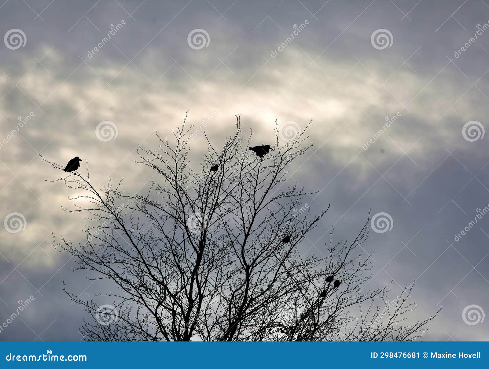 Ravens In Silhouette In The Tree Tops. Royalty-Free Stock Image ...