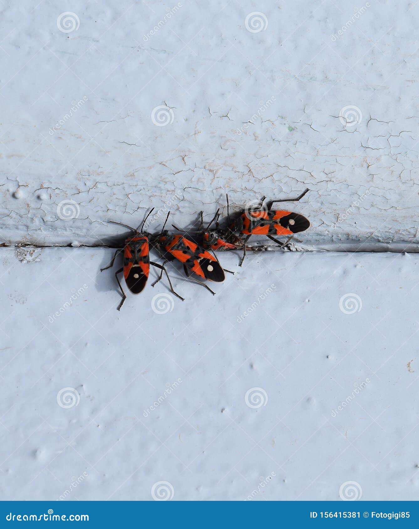 Red Bugs Feed Crushed Representative of Its Kind Stock Image - Image of ...