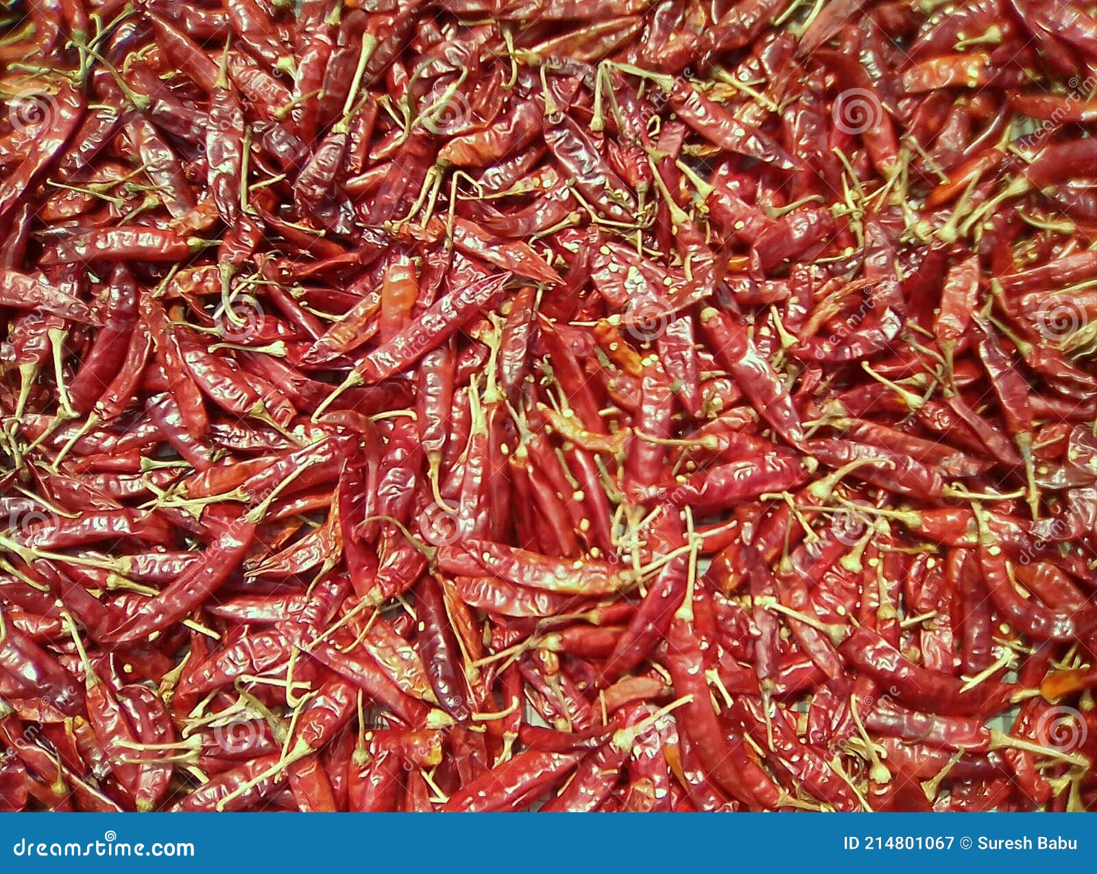 Image of Red chilli stock image. Image of agriculture - 214801067