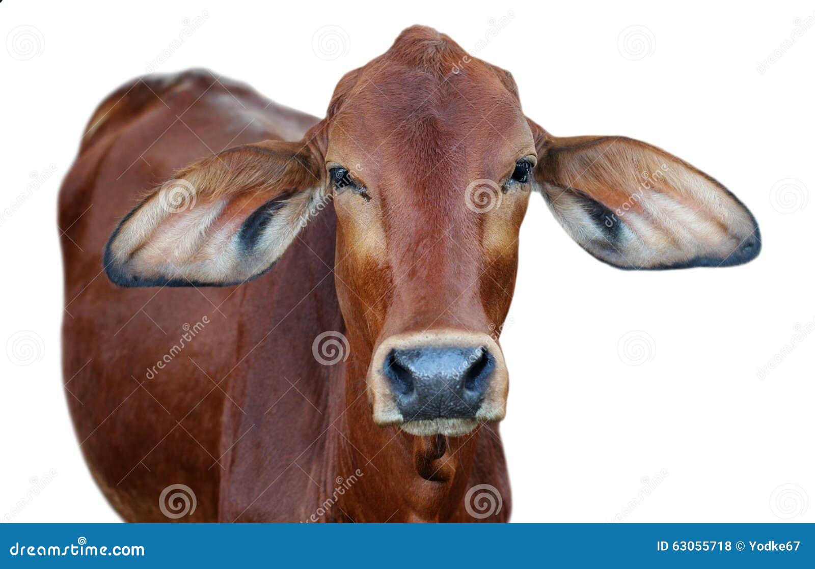 Image of red cow isolated stock photo. Image of calf - 63055718