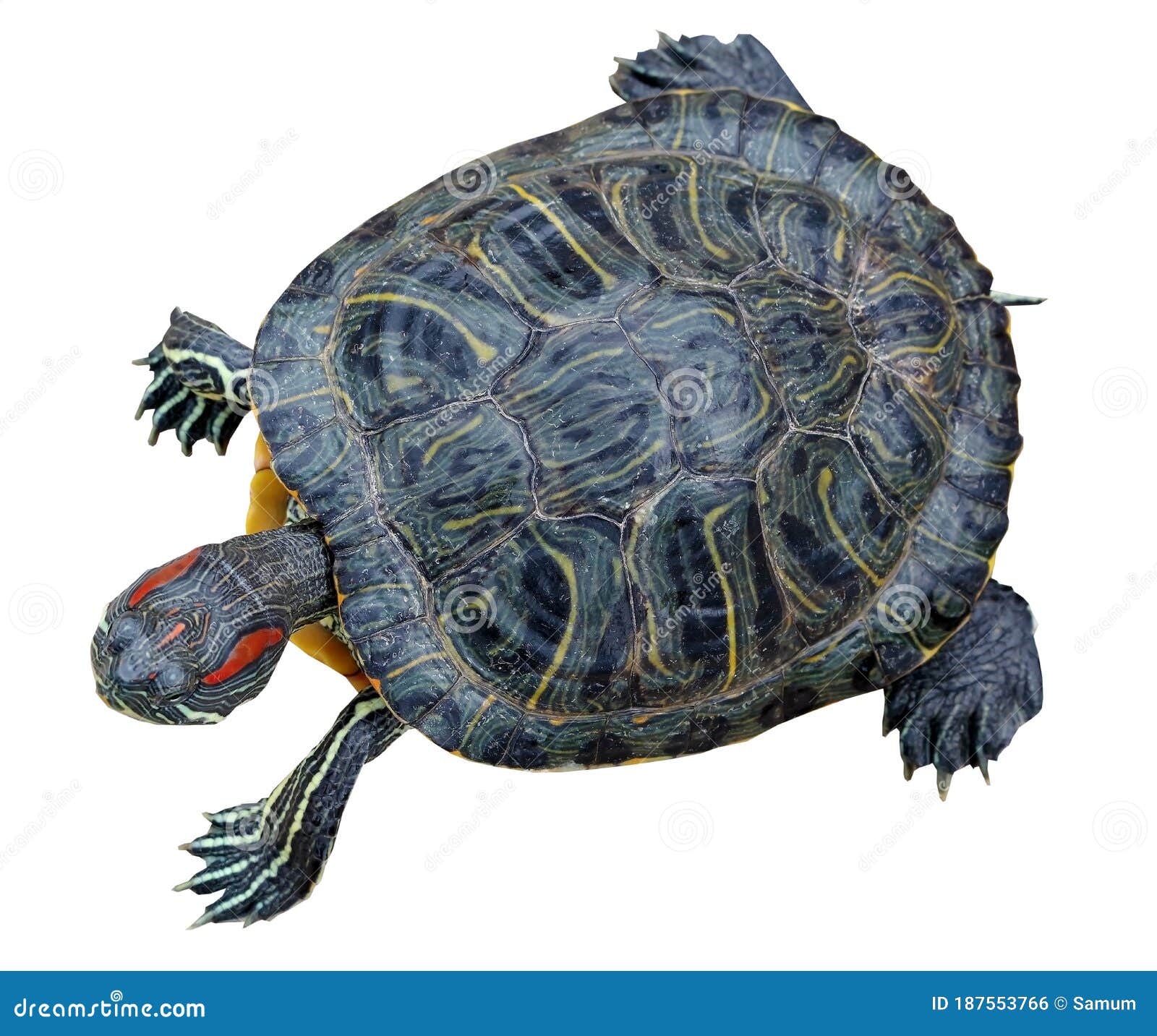 An Image of Red Eared Turtle Stock Photo - Image of tortoise, ecology ...
