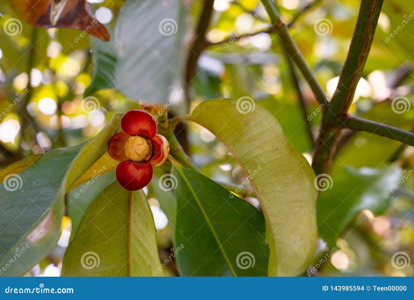 Image of the Red Flowering Mangosteen Stock Photo - Image of diet ...