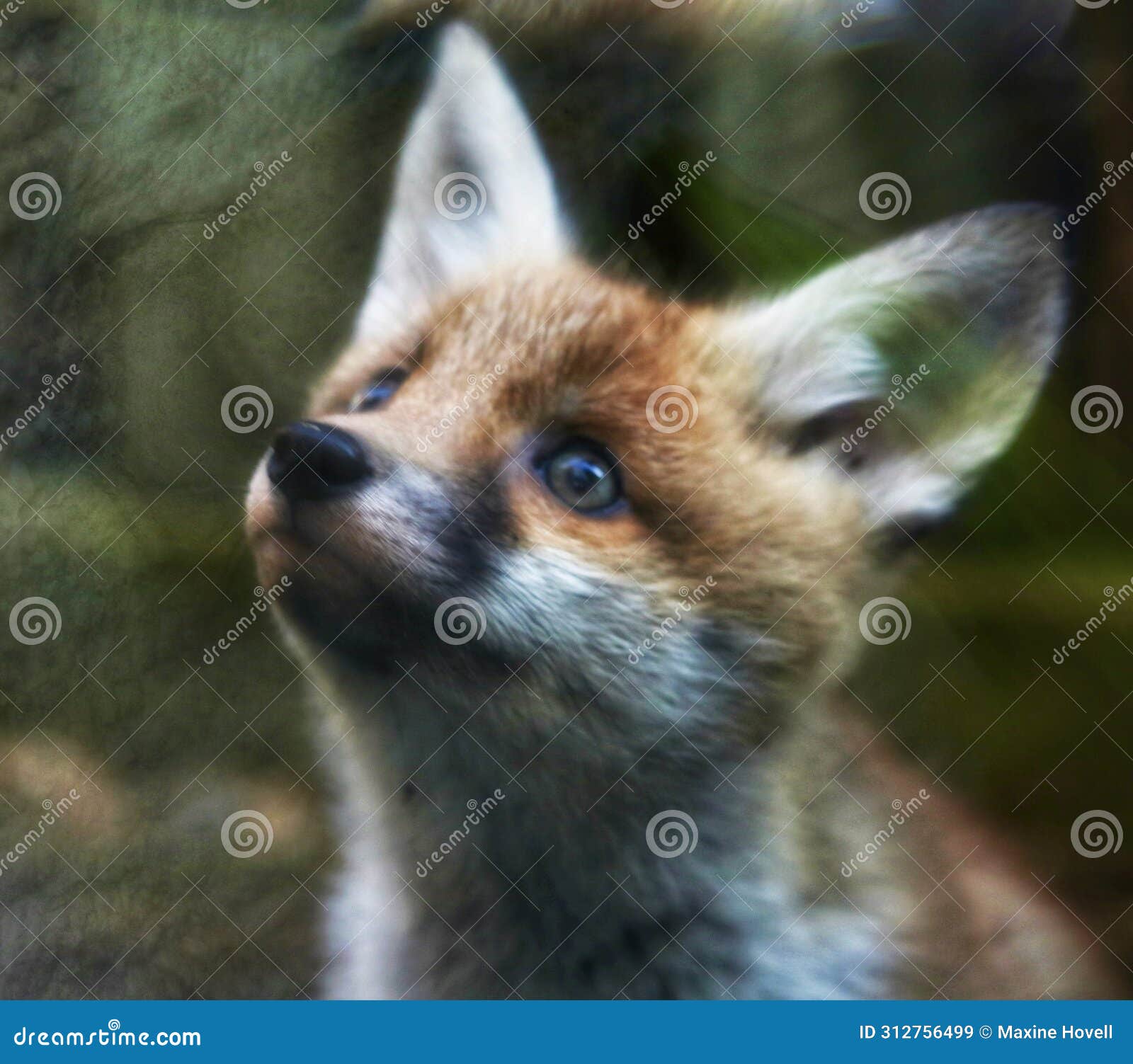 Red fox cub abstract stock image. Image of wildlifephotography - 312756499