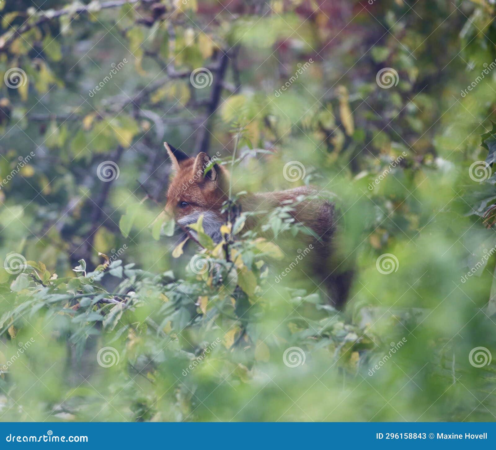 Fox hiding behind a tree stock image. Image of mammal - 296158843