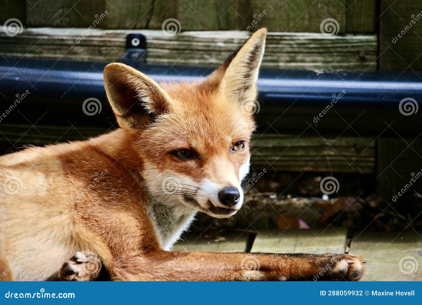 Red fox looking at camera stock photo. Image of deer - 288059932