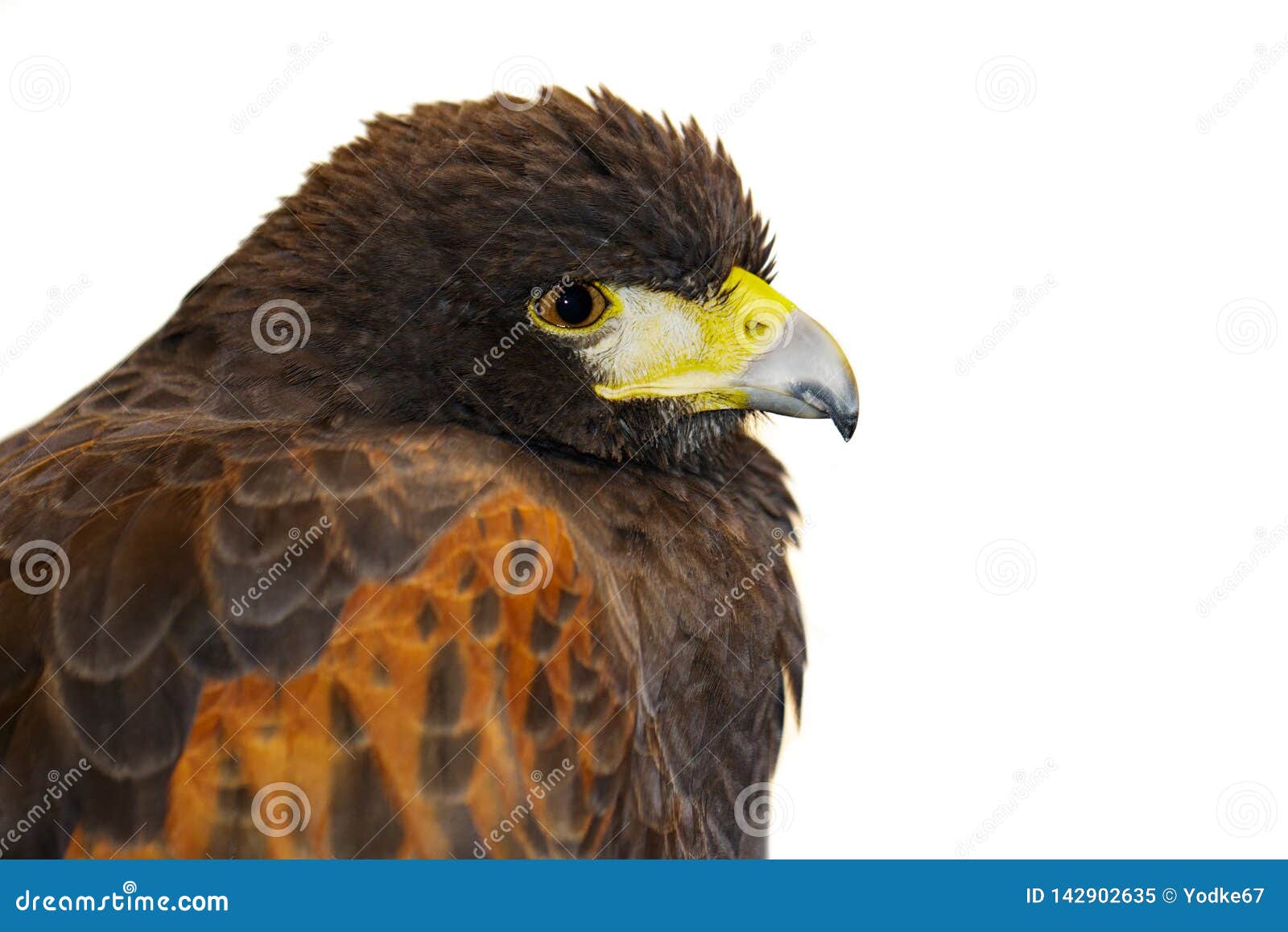 Hawk White Background Stock Images - Download 5,461 Royalty Free Photos