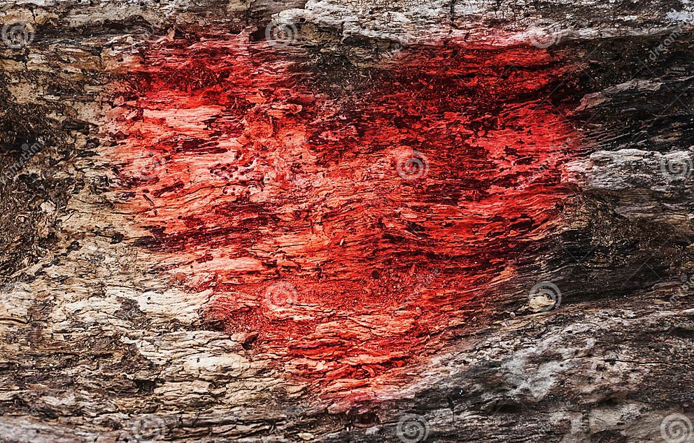 Image of Red Heart in Wood Texture Stock Image - Image of backdrop ...