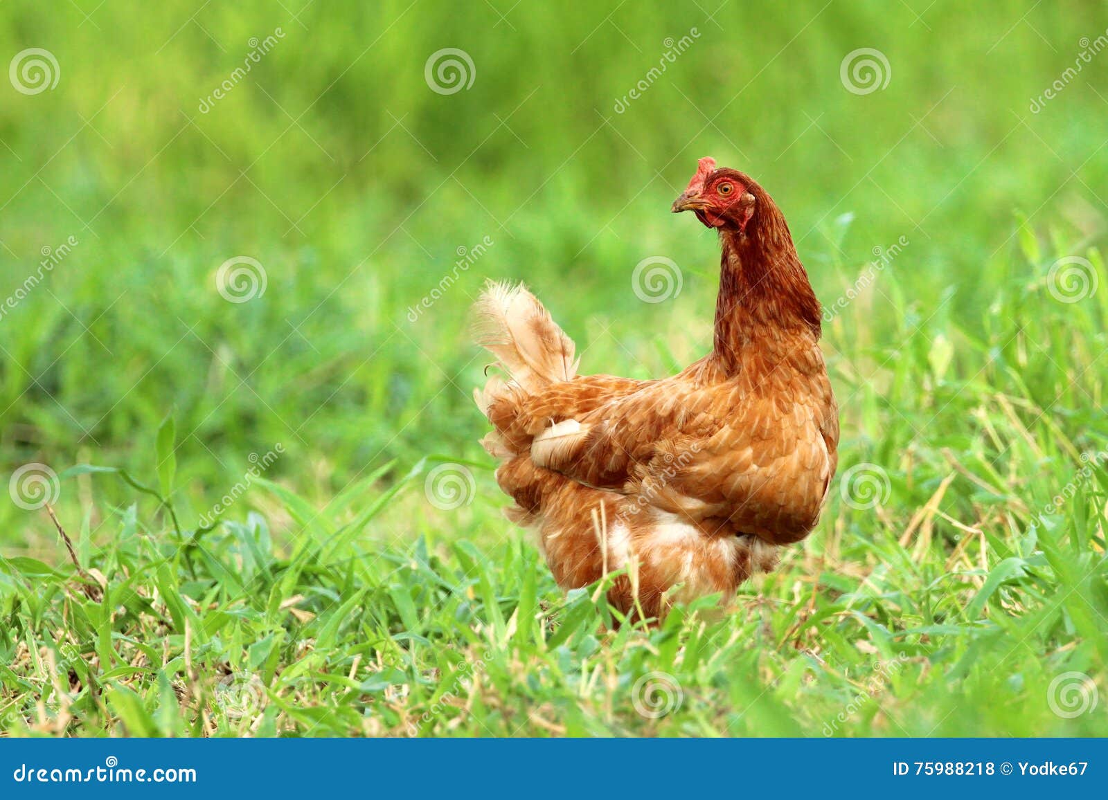 Image of red hen. stock photo. Image of colorful, field - 75988218