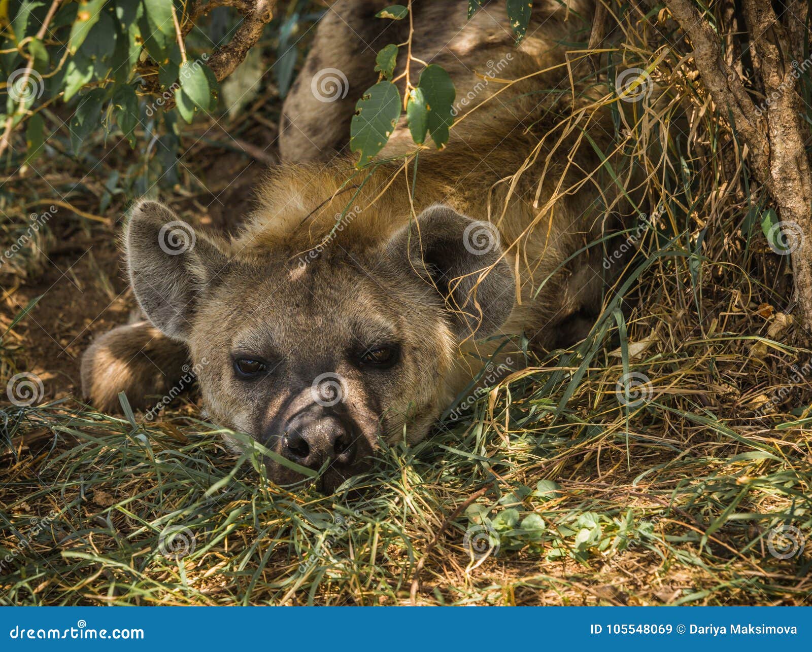 Red Hyena in Masai Mara in Kenya Stock Image - Image of safari, wild ...