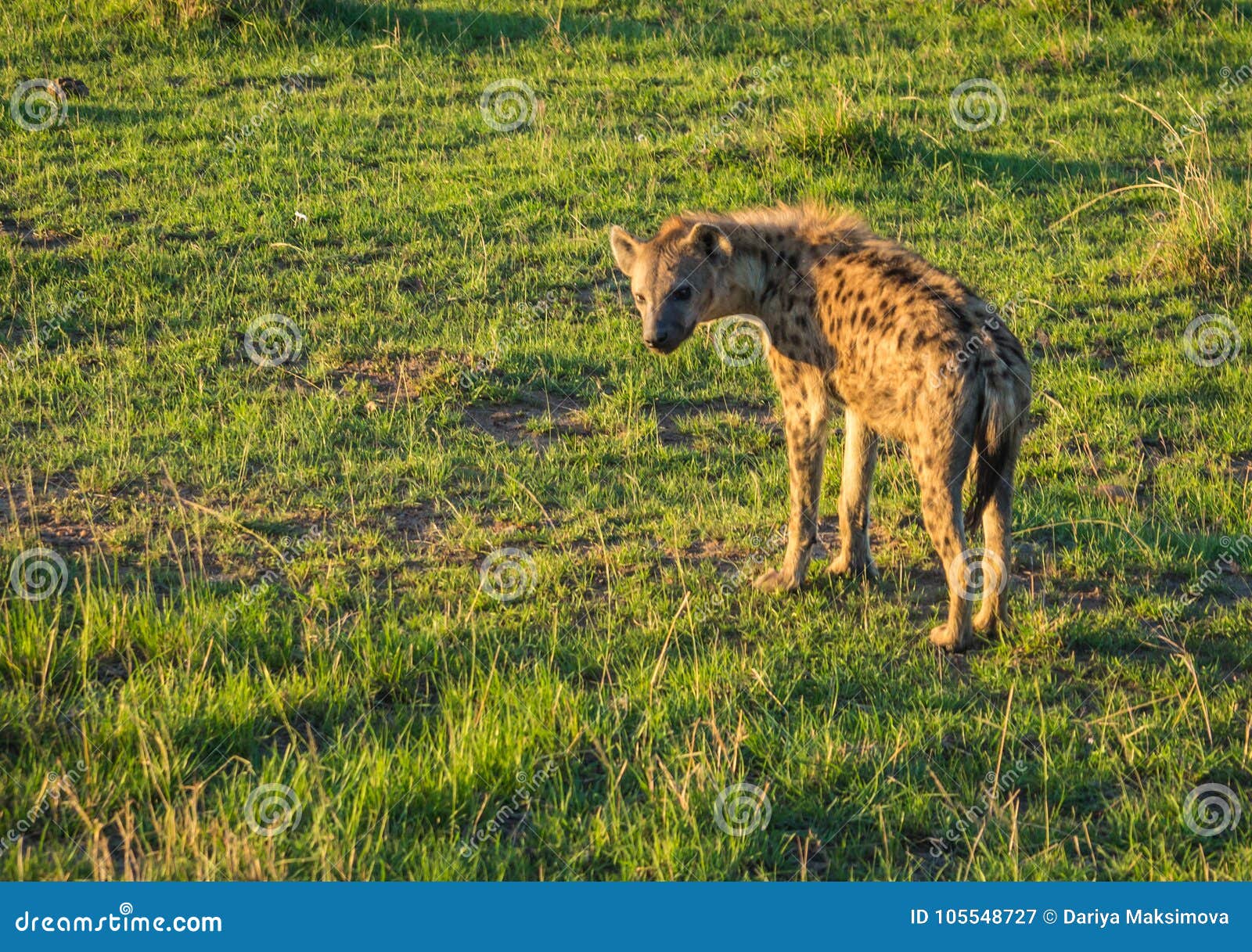 Red Hyena in Masai Mara in Kenya Stock Image - Image of laughing ...