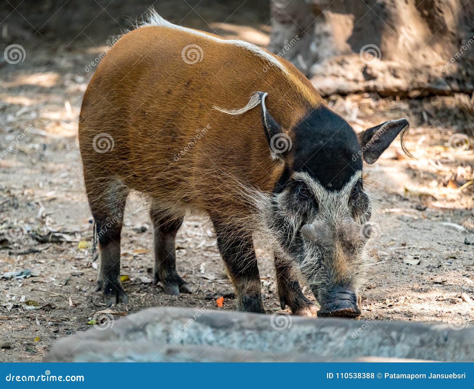 Red River Hog stock photo. Image of animal, coat, african - 110538388