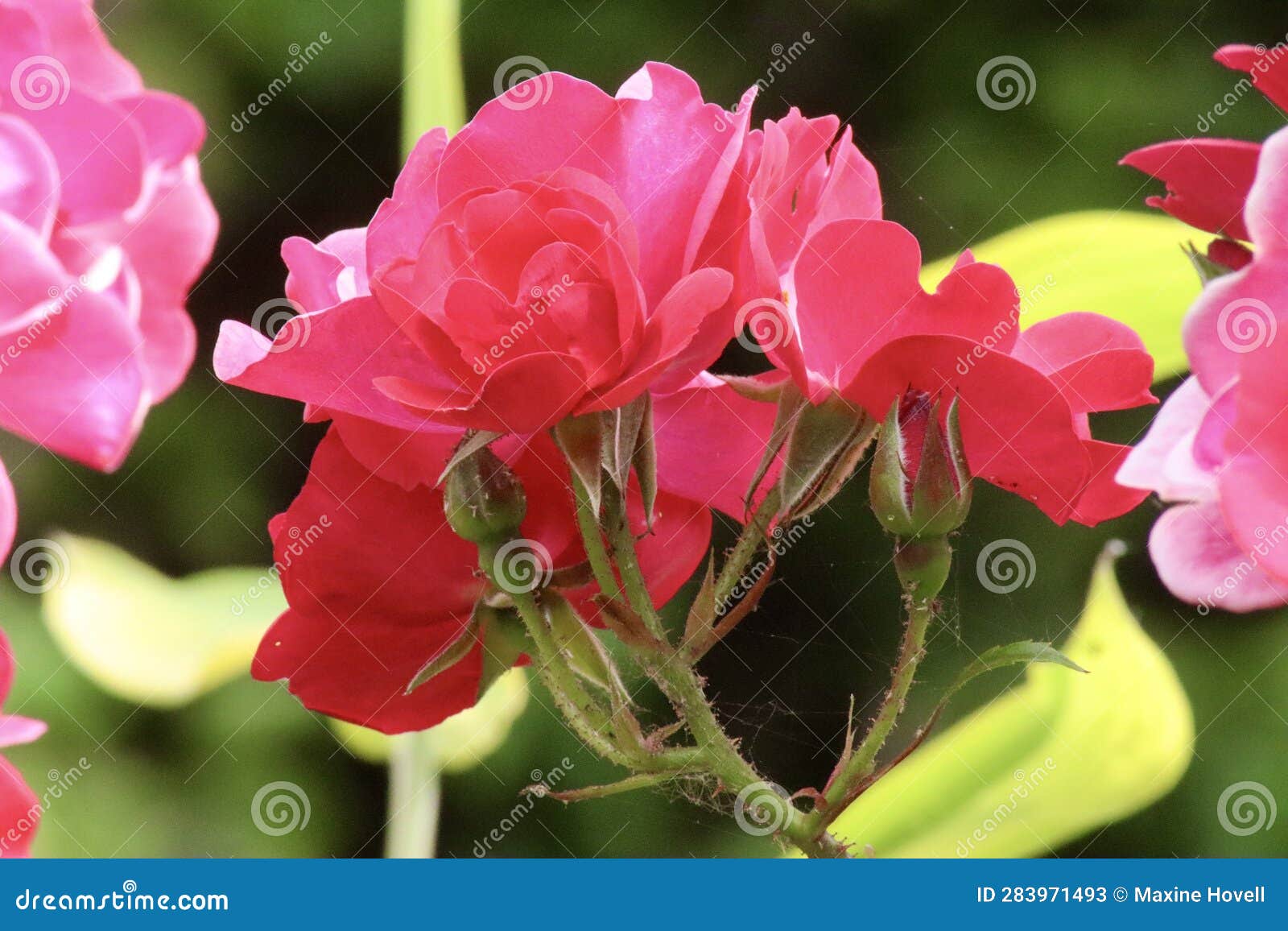 Wild roses in summer stock image. Image of peony, naturereserve - 283971493