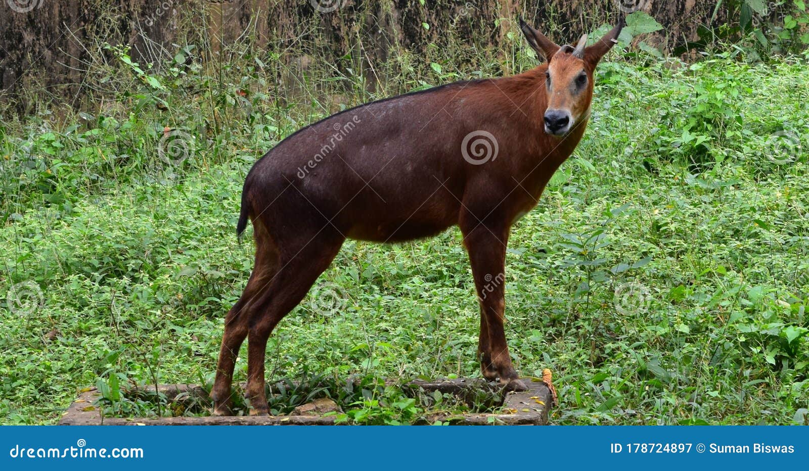 This is an Image of Red Serow in India. Stock Image - Image of ...