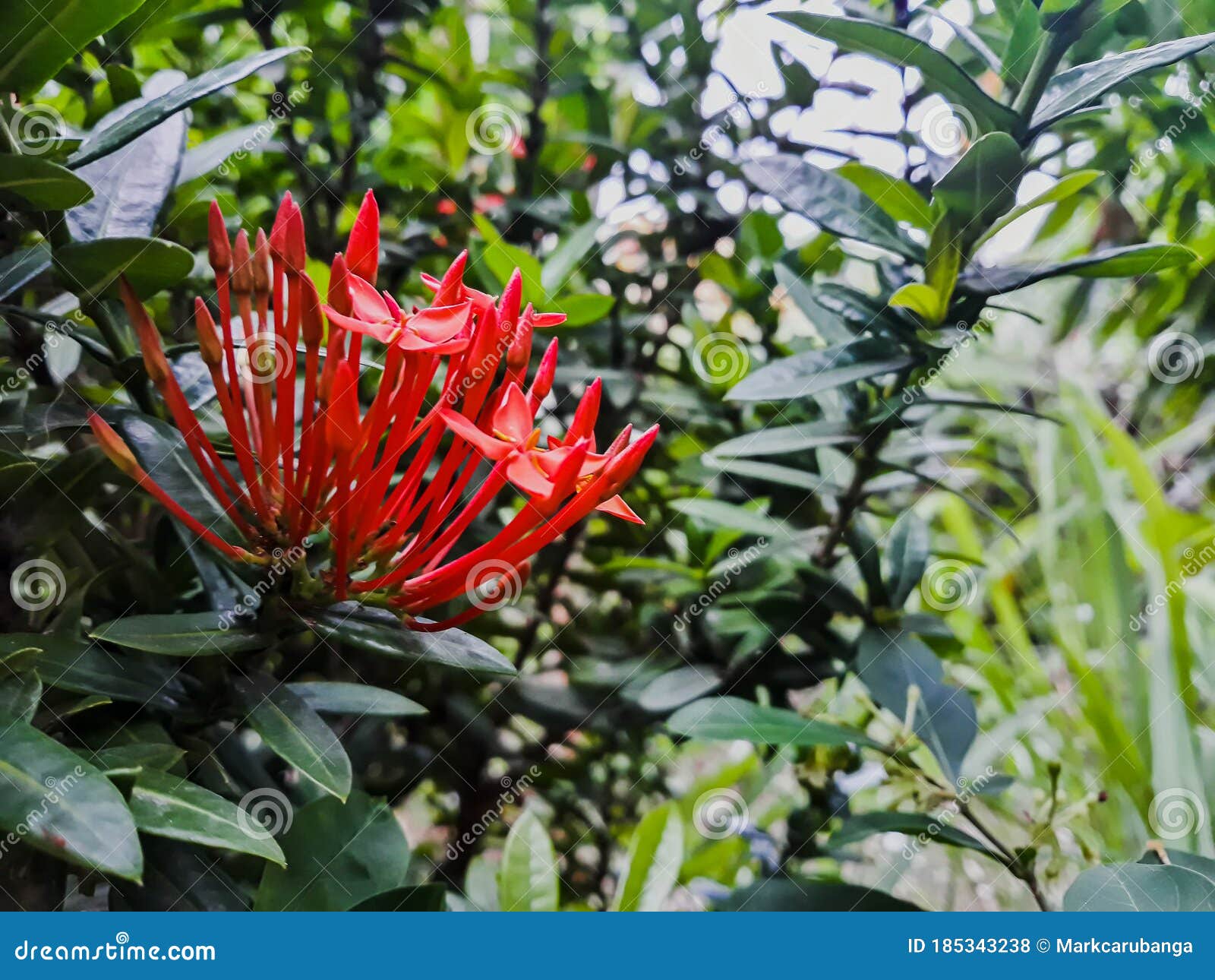 Red Tiny Santan Flowers and Buds Stock Photo - Image of nature, flower ...