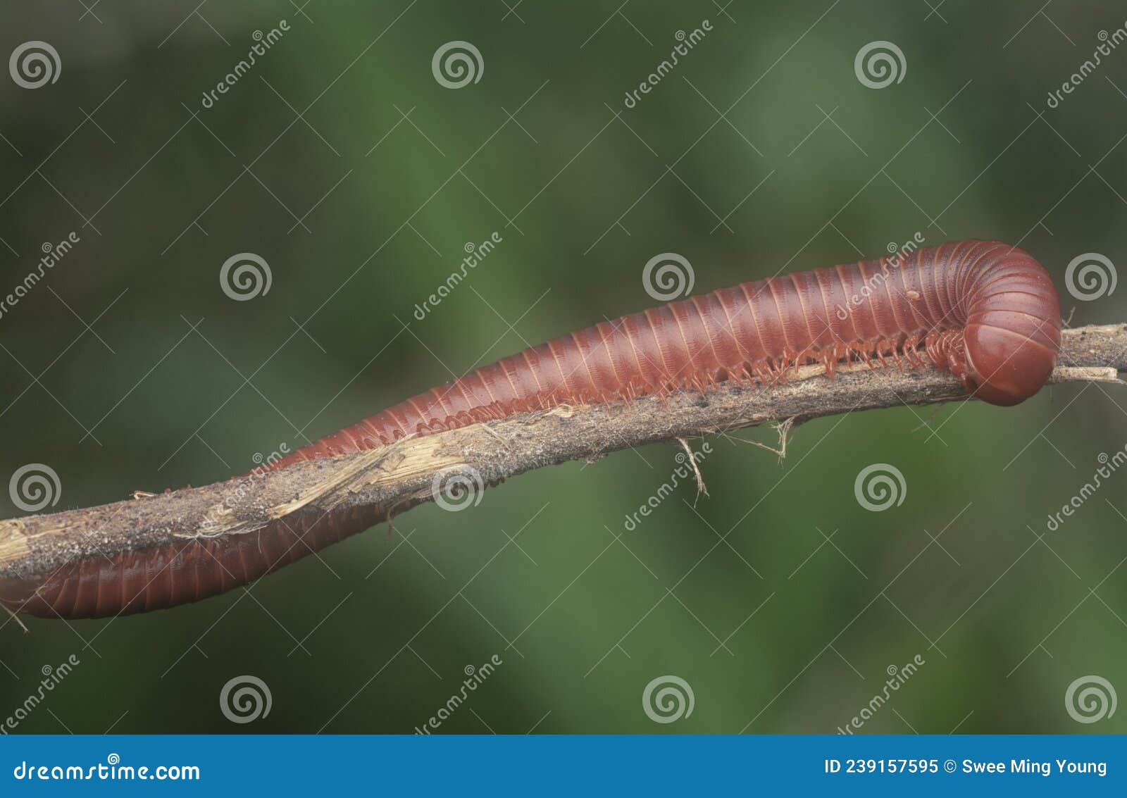 Red Trigoniulus Corallinus Climbing on the Dried Stem. Stock Image ...