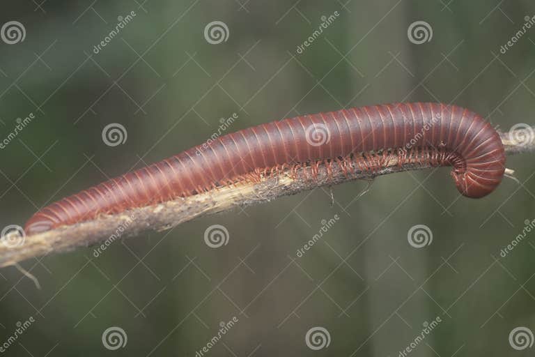 Red Trigoniulus Corallinus Climbing on the Dried Stem. Stock Image ...
