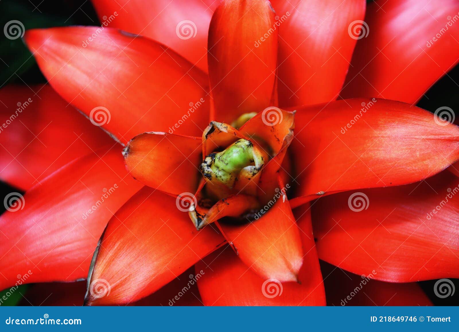 Image of Red Tropical Flower Stock Photo - Image of color, flower ...