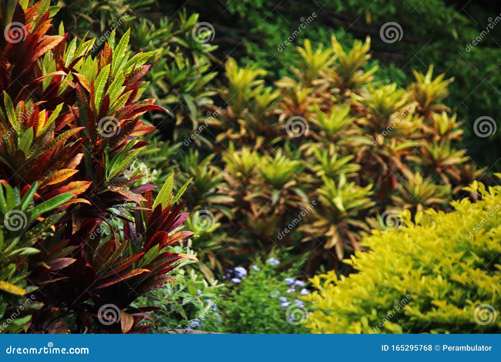 RED and YELLOW CROTON BUSH stock photo. Image of climate - 165295768