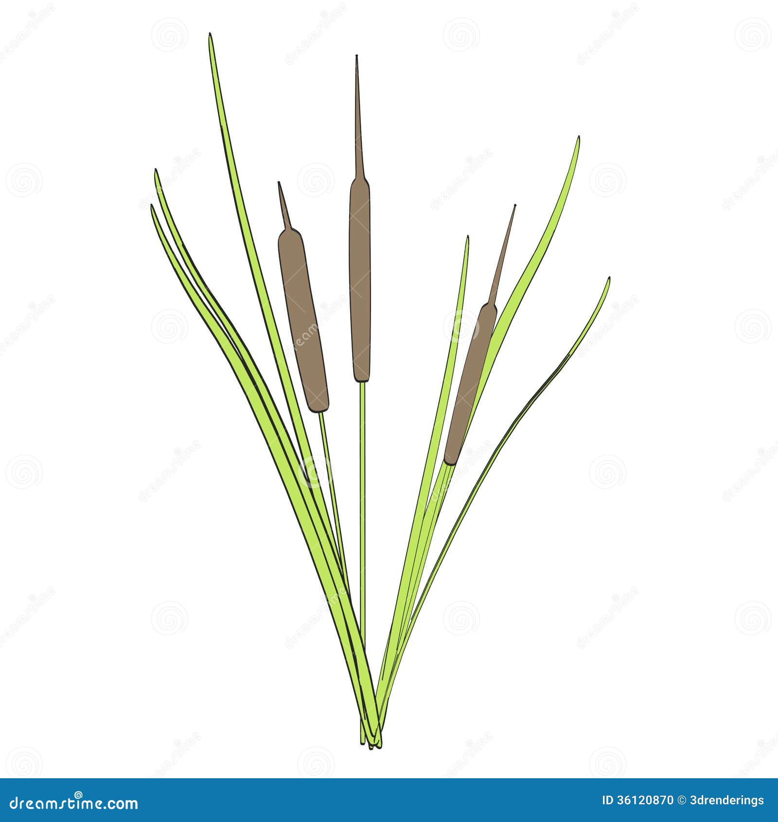 Reed Mace Hand Draw. Stock Image | CartoonDealer.com #119870275