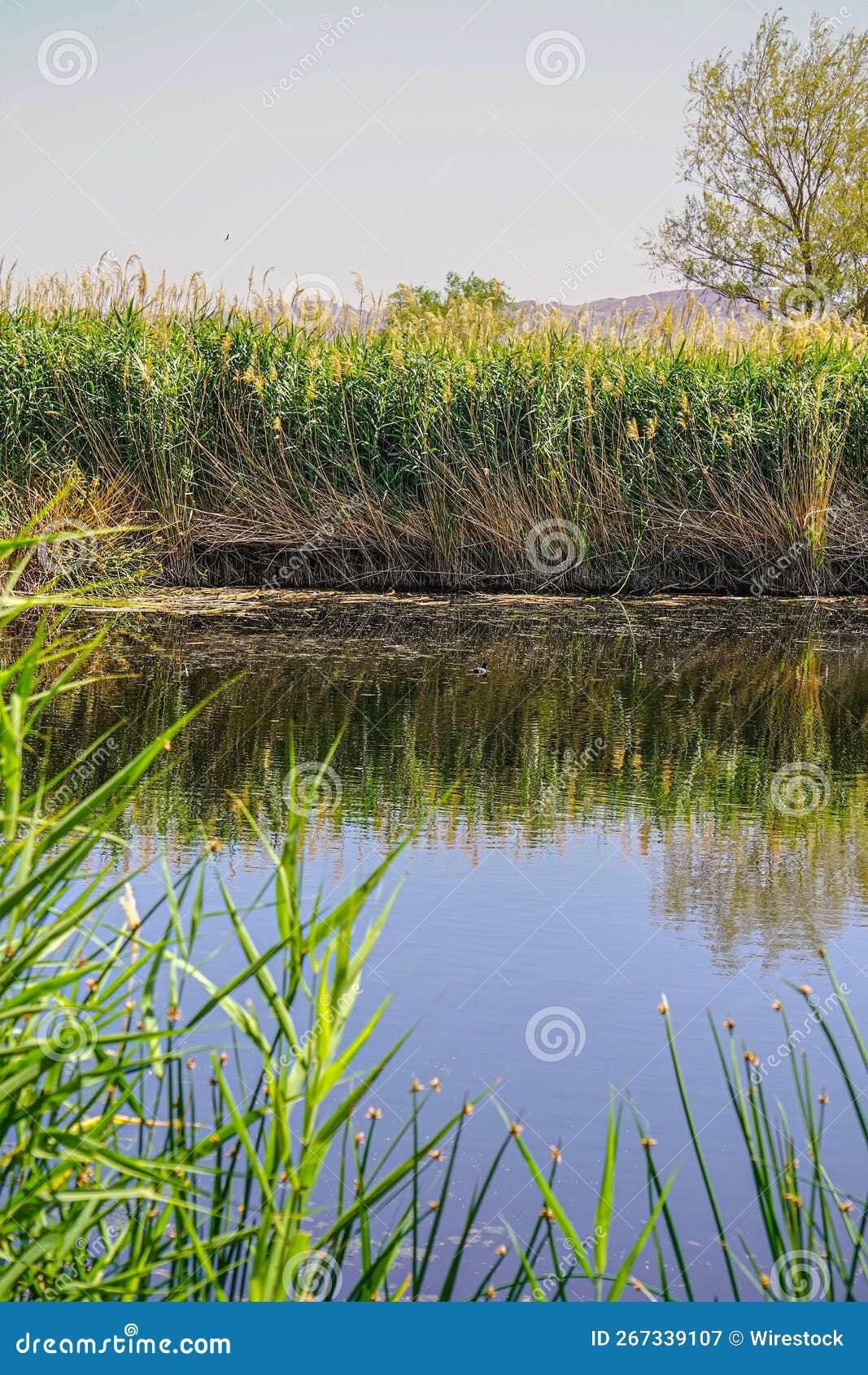 Image of the Reflection of Long Green Grass on the Water of the River ...