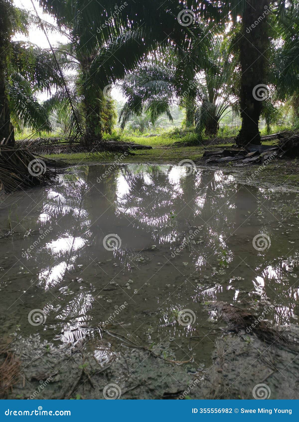 Reflective Pool of Stagnant Water after Heavy Rainfall at the Rural ...