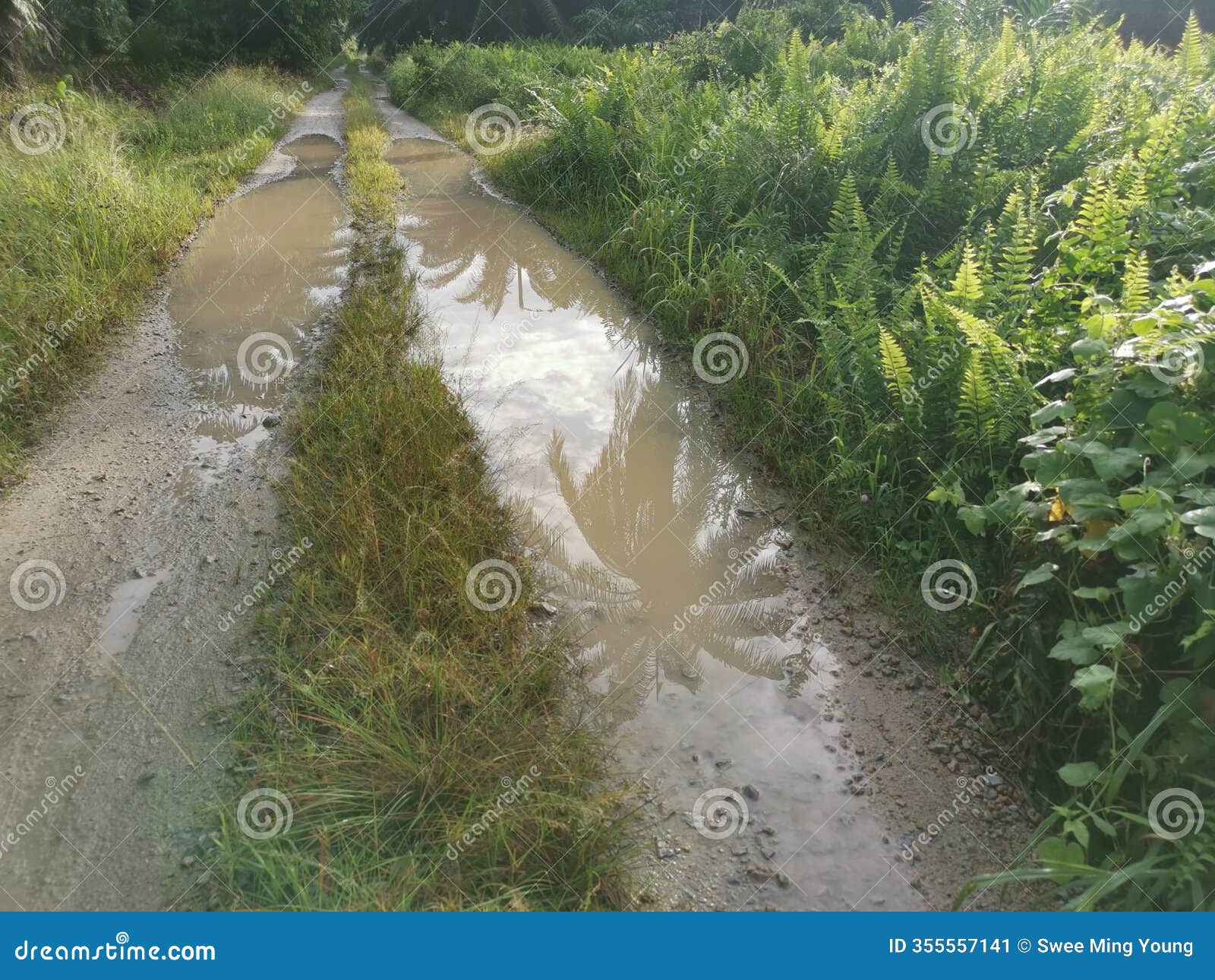 Reflective Pool of Stagnant Water after Heavy Rainfall at the Rural ...