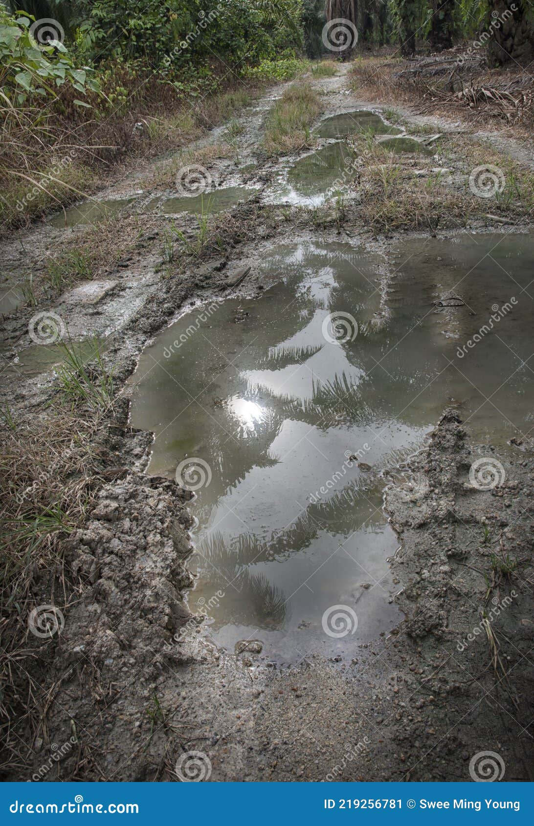 Reflective Puddle Along the Rural Pathway Stock Image - Image of puddle ...