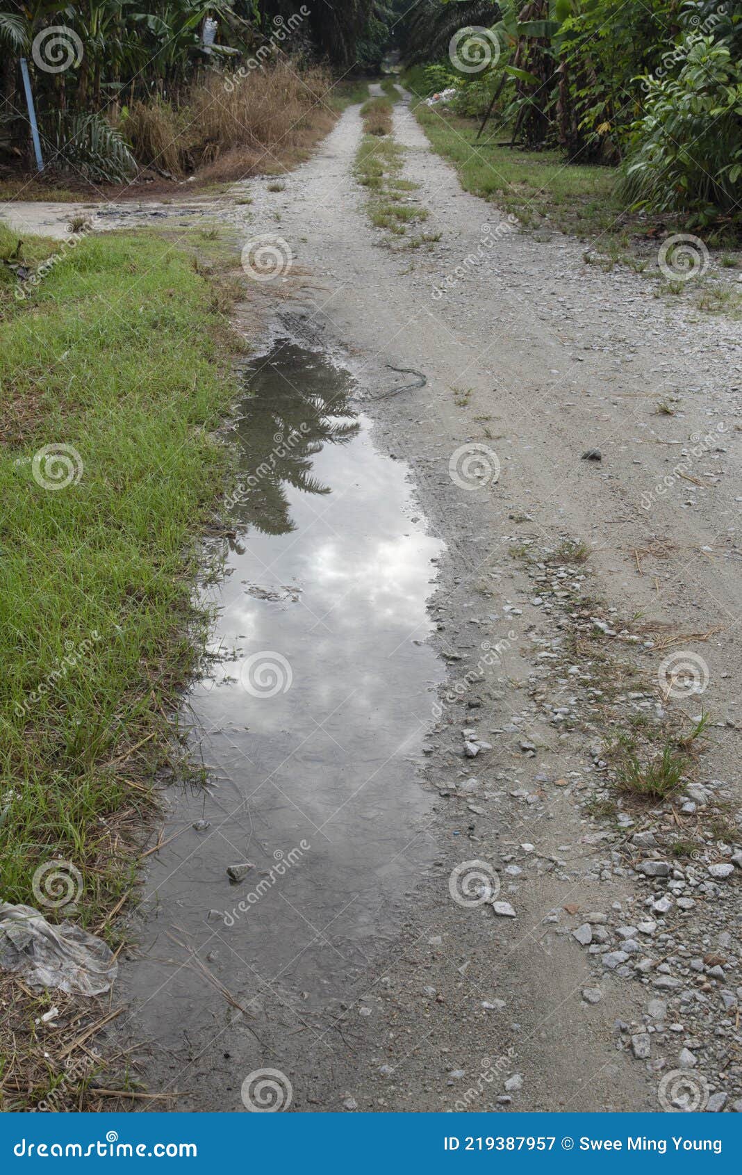 Reflective Puddle Along the Rural Pathway Stock Image - Image of bright ...