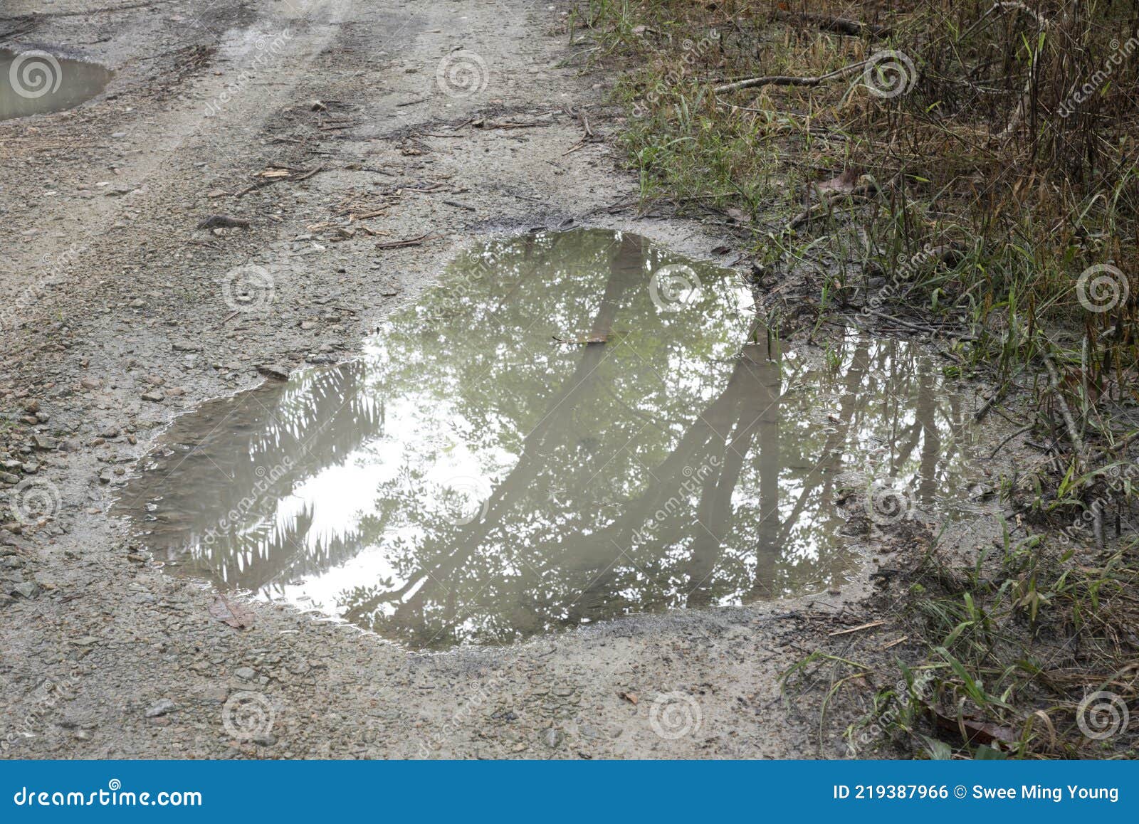Reflective Puddle Along the Rural Pathway Stock Photo - Image of golden ...