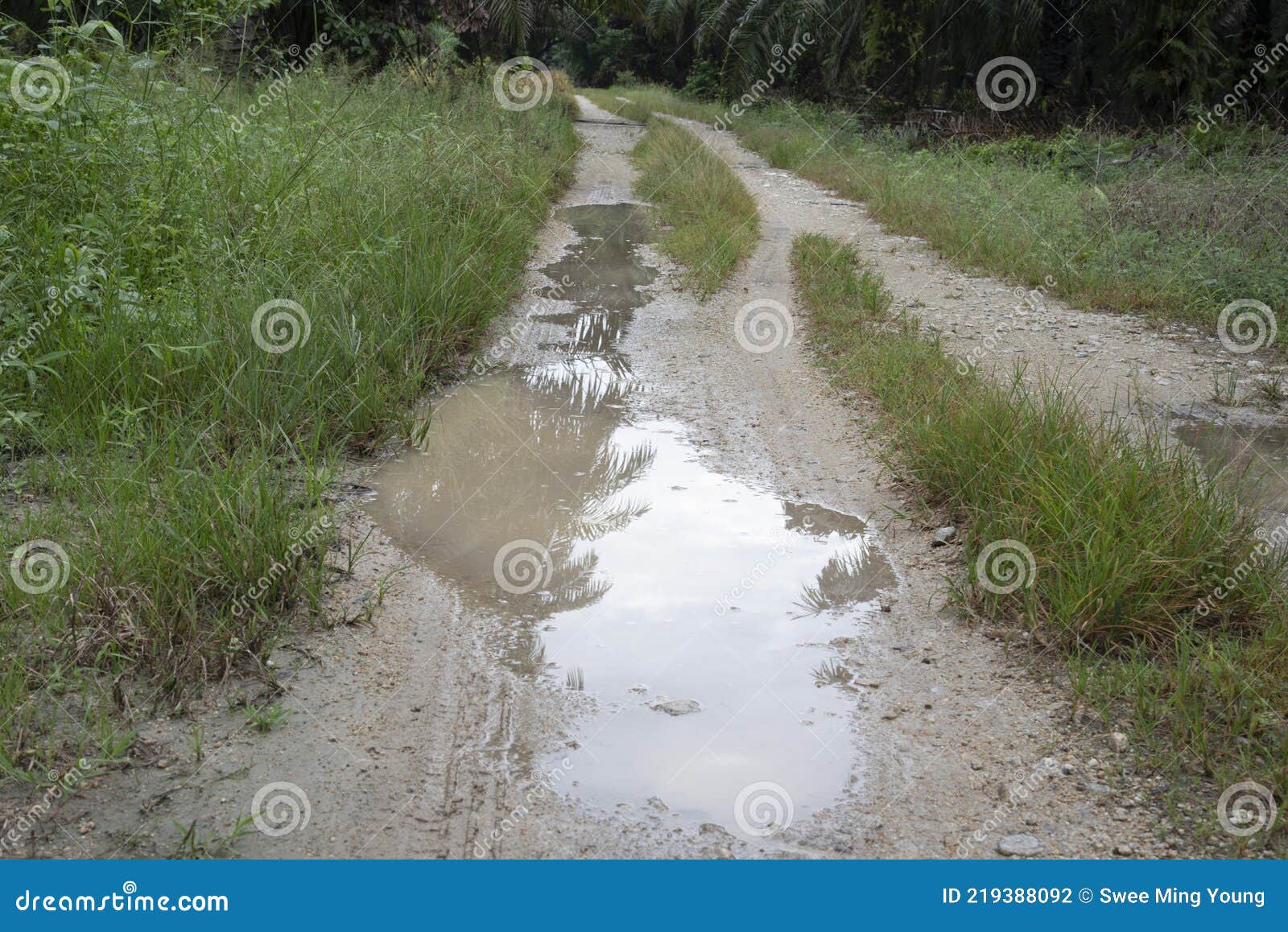 Reflective Puddle Along the Rural Pathway Stock Photo - Image of ...