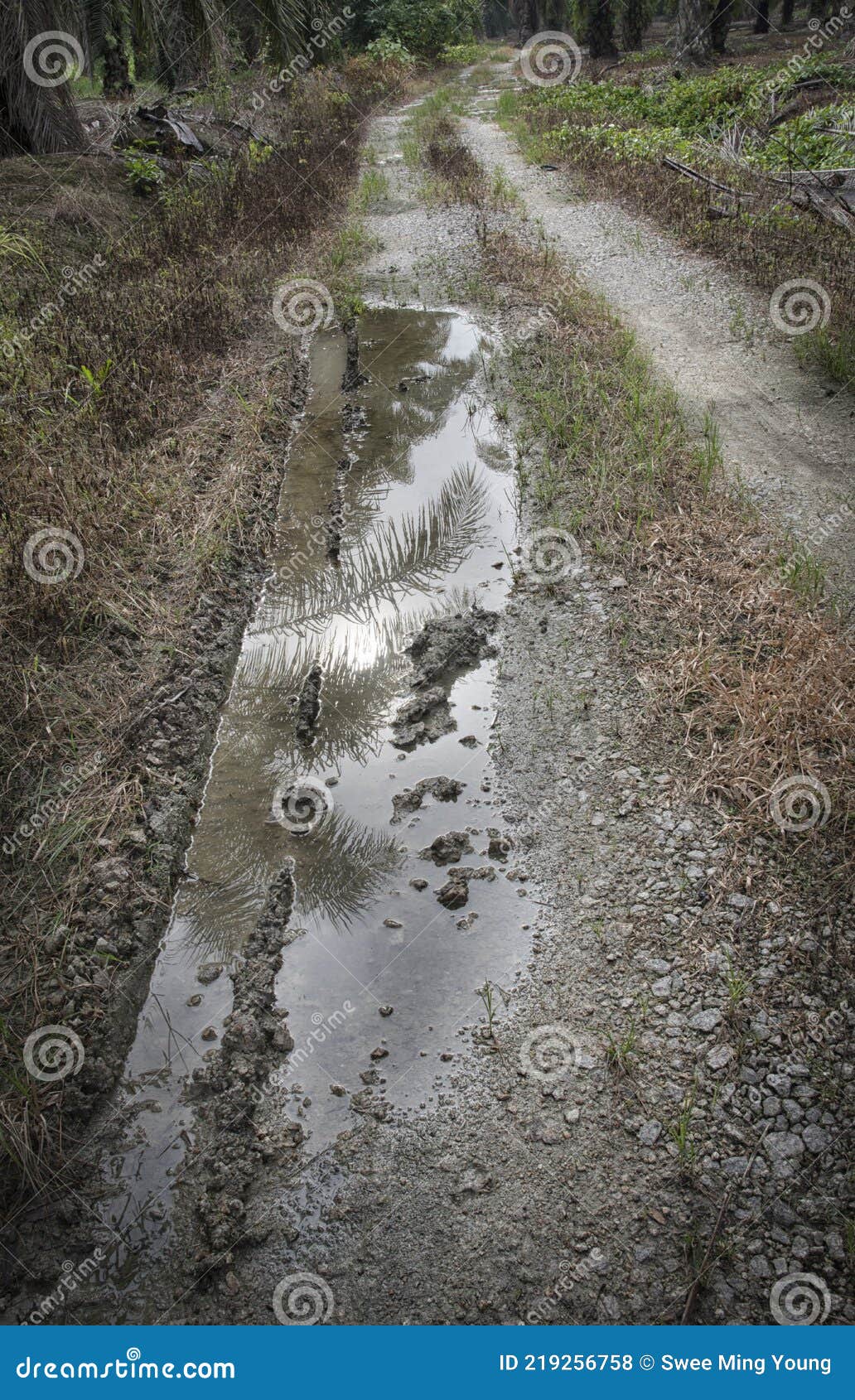 Reflective Puddle Along the Rural Pathway Stock Photo - Image of rain ...