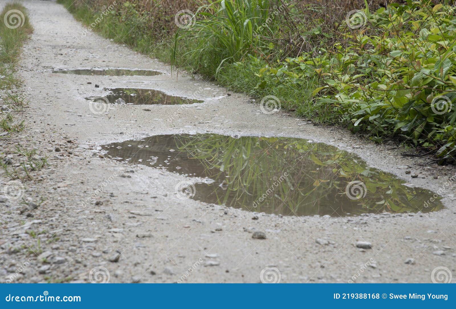Reflective Puddle Along the Rural Pathway Stock Photo - Image of ...