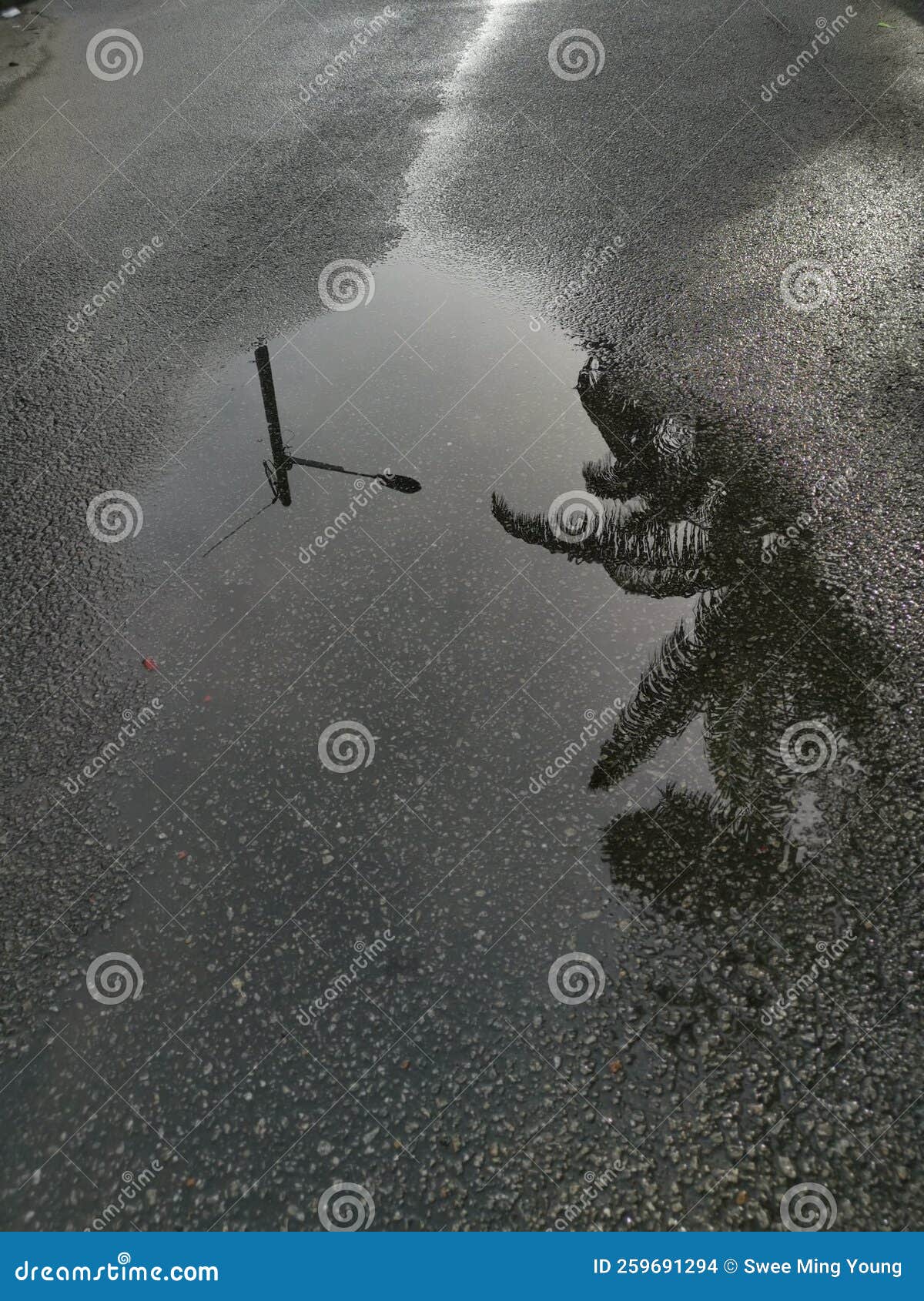 Reflective Puddle with Stagnant Water on the Roadside after the Rain ...