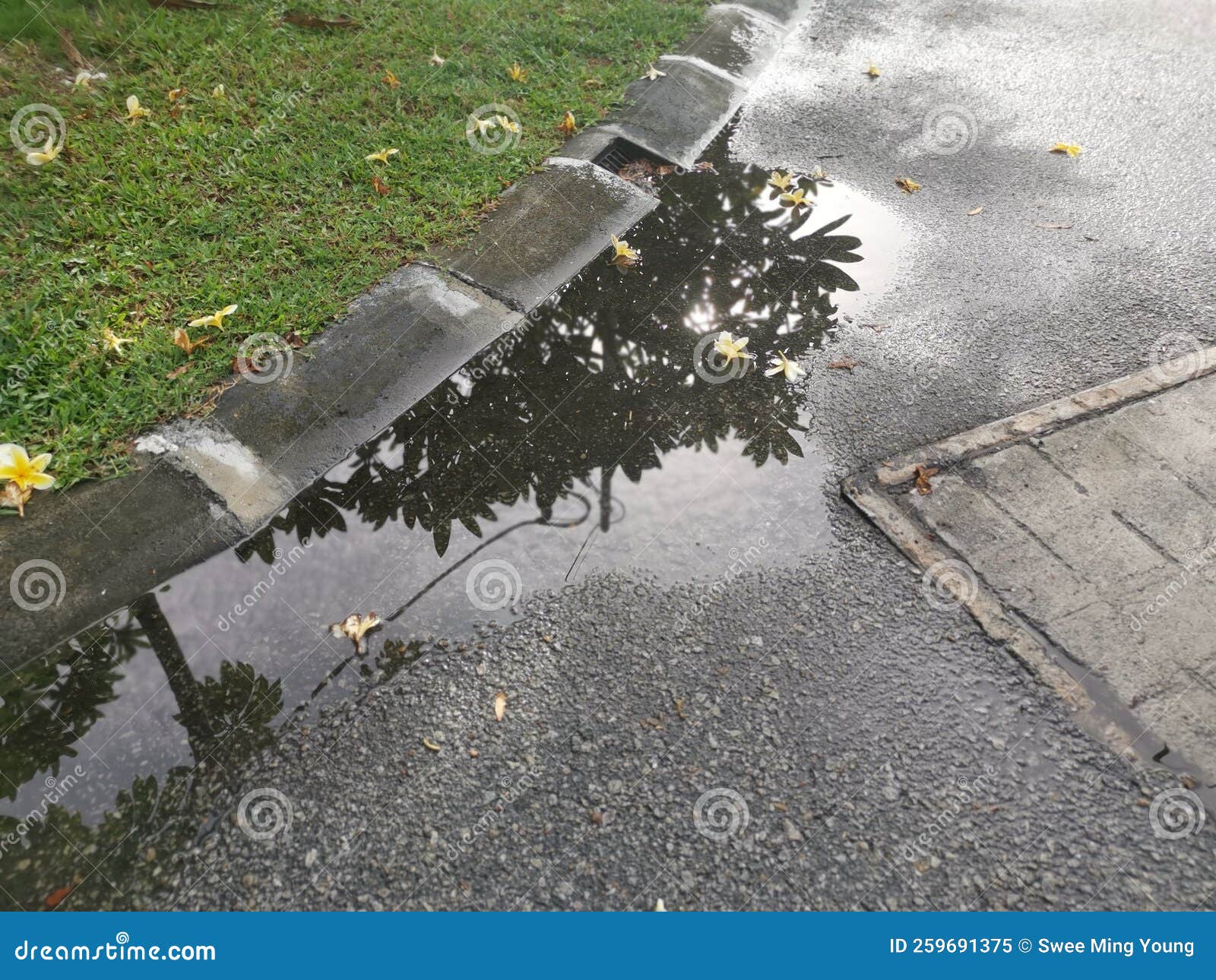 Reflective Puddle with Stagnant Water on the Roadside after the Rain ...
