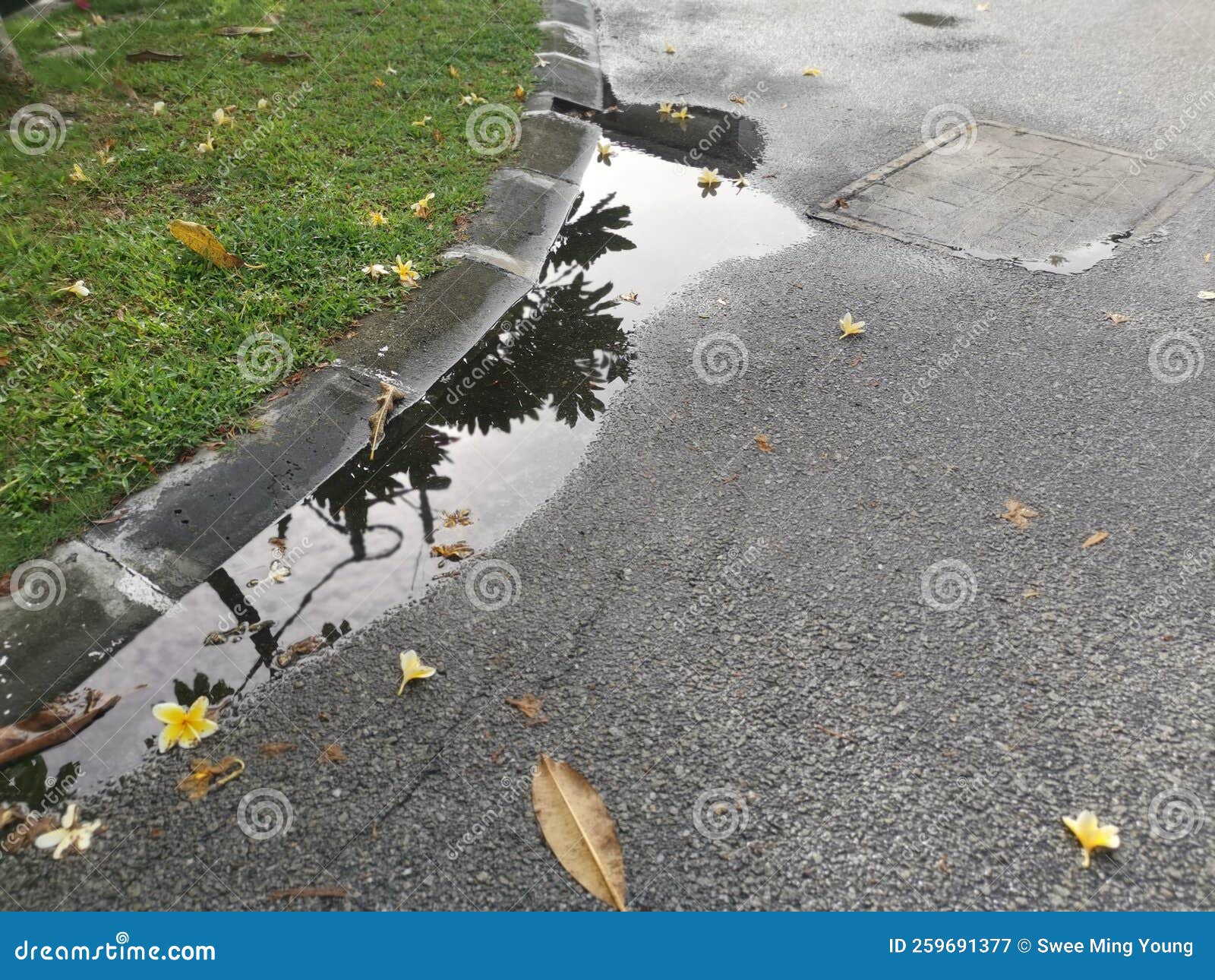 Reflective Puddle with Stagnant Water on the Roadside after the Rain ...