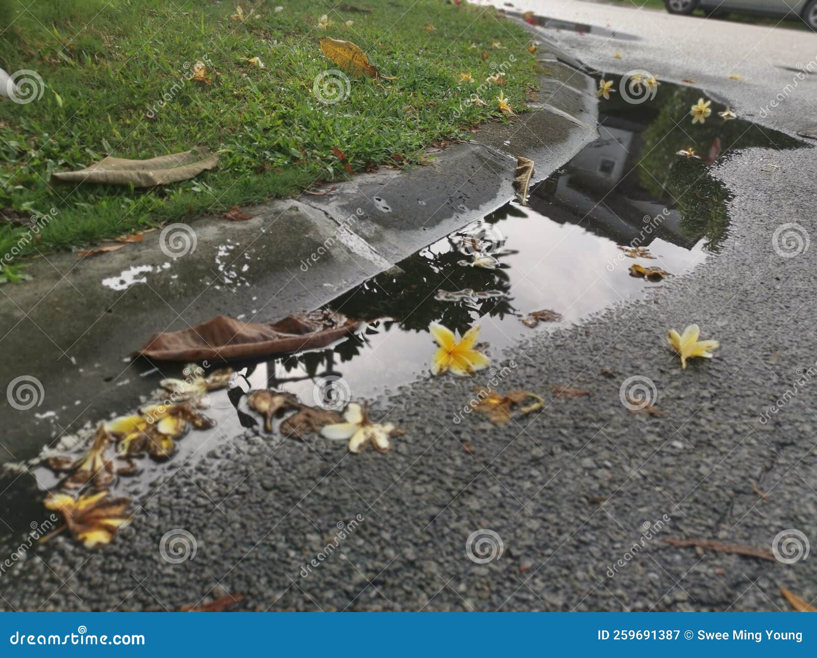Reflective Puddle with Stagnant Water on the Roadside after the Rain ...