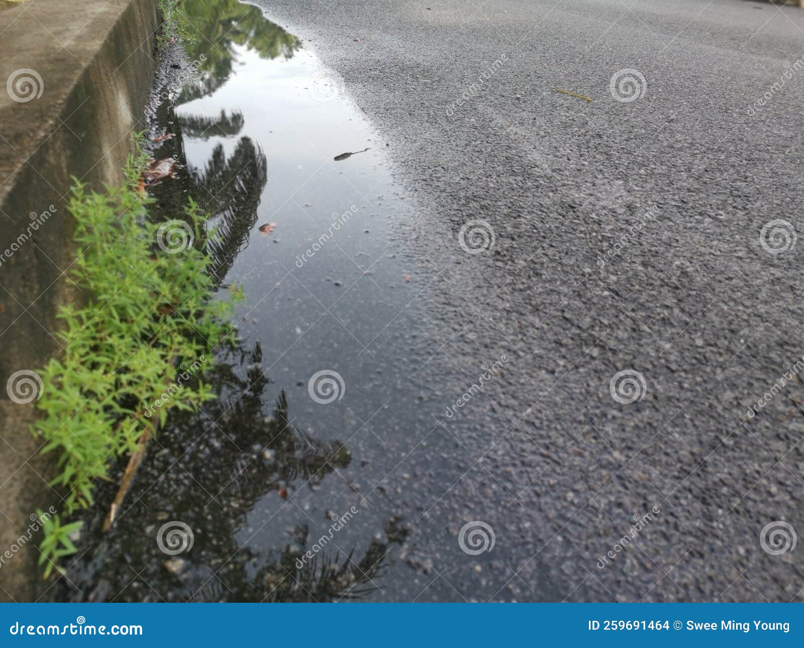 Reflective Puddle with Stagnant Water on the Roadside after the Rain ...