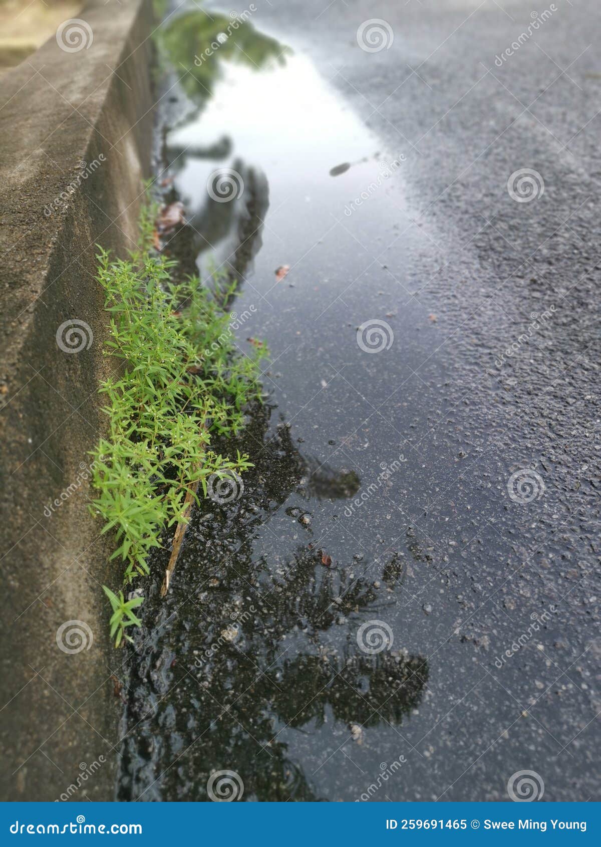 Reflective Puddle with Stagnant Water on the Roadside after the Rain ...
