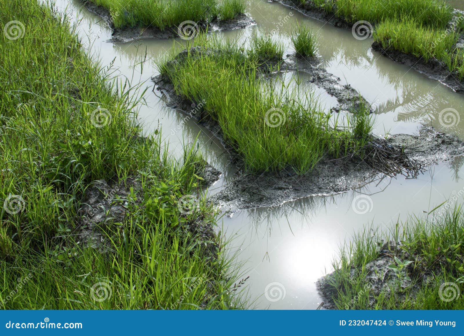 Reflective Puddle with Wild Manna Grass. Stock Photo - Image of ground ...