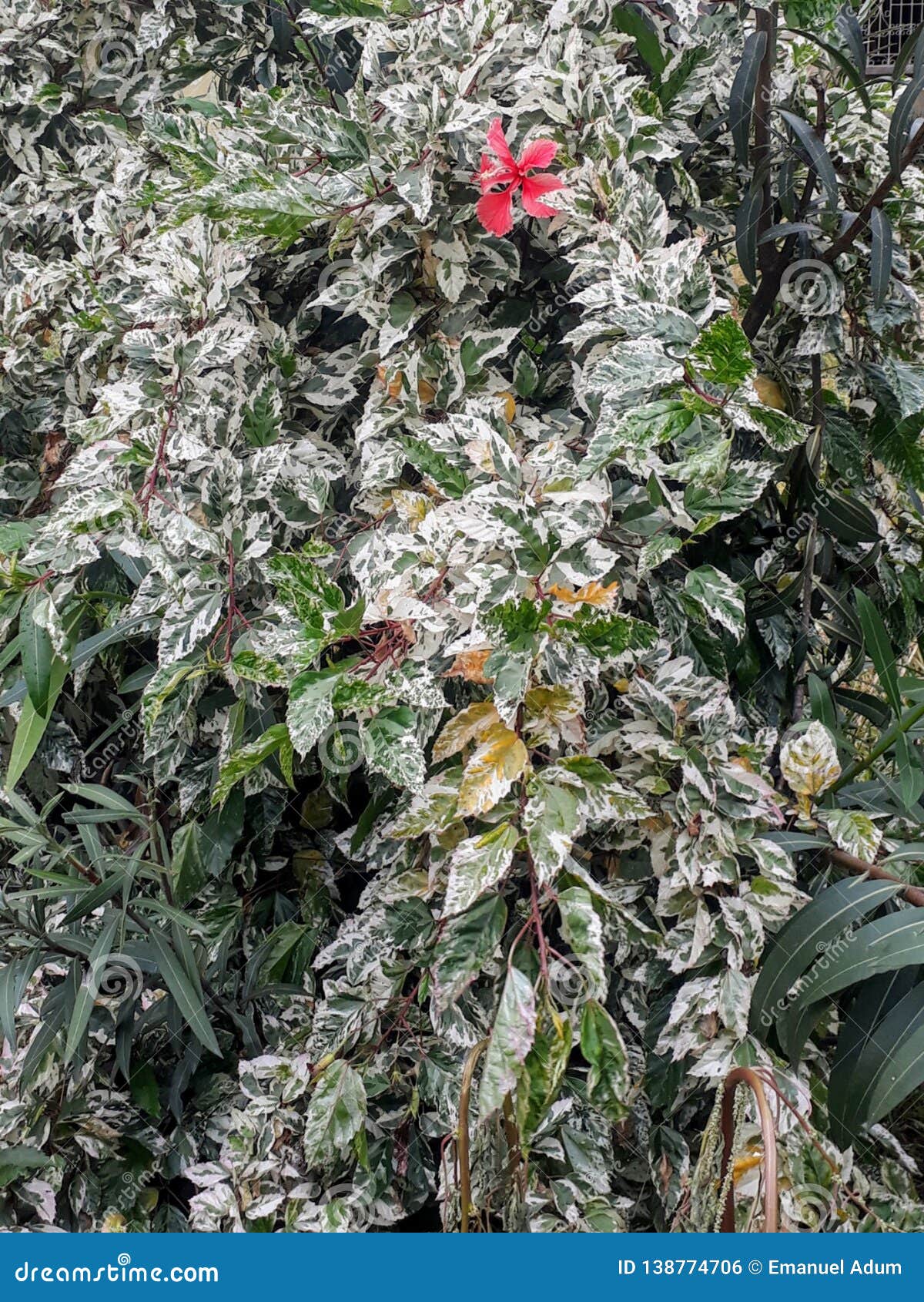 A lonely flower stock photo. Image of alone, feel, world - 138774706