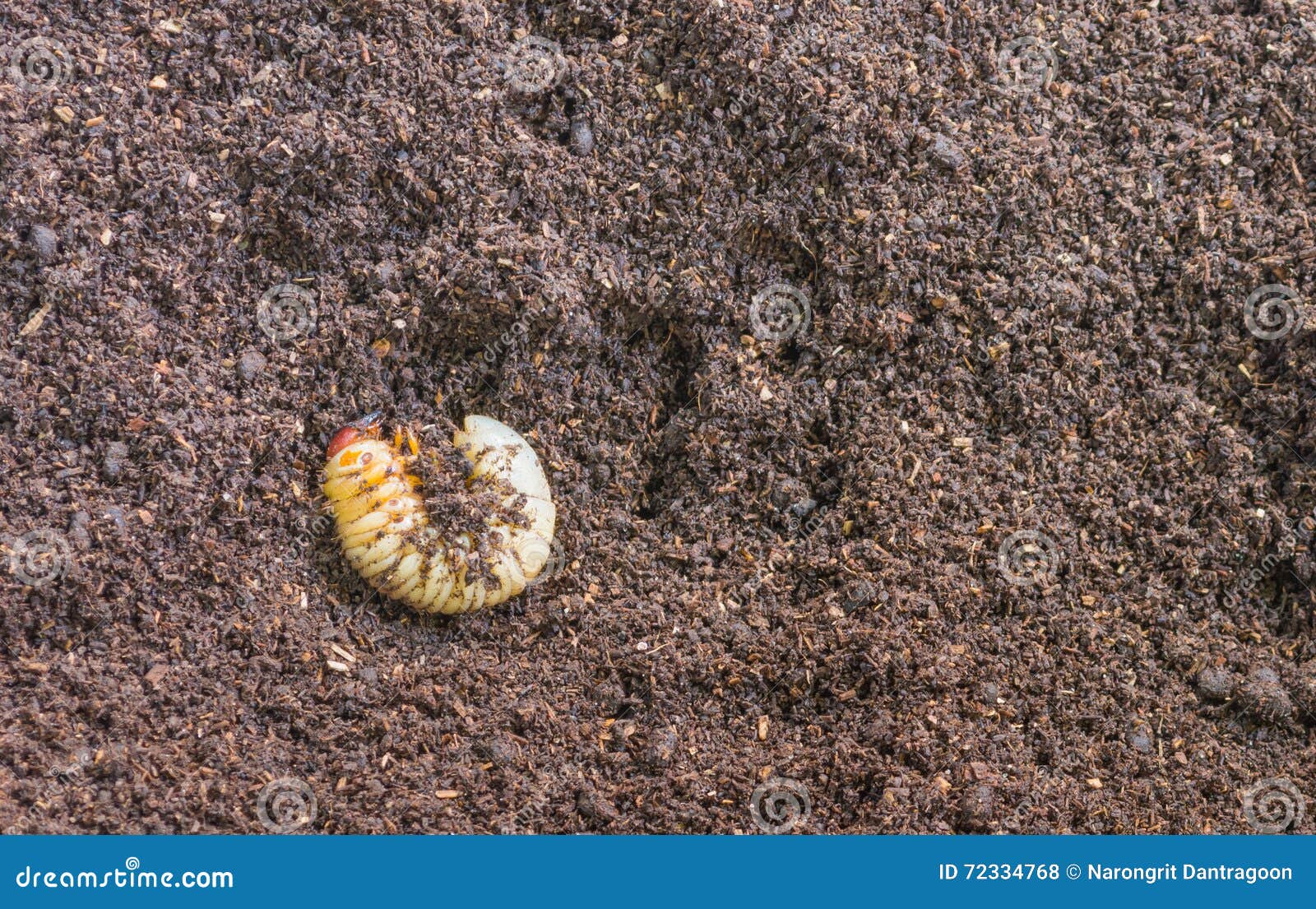 Image of Rhinoceros Beetle Larva on the Ground. Stock Photo - Image of ...