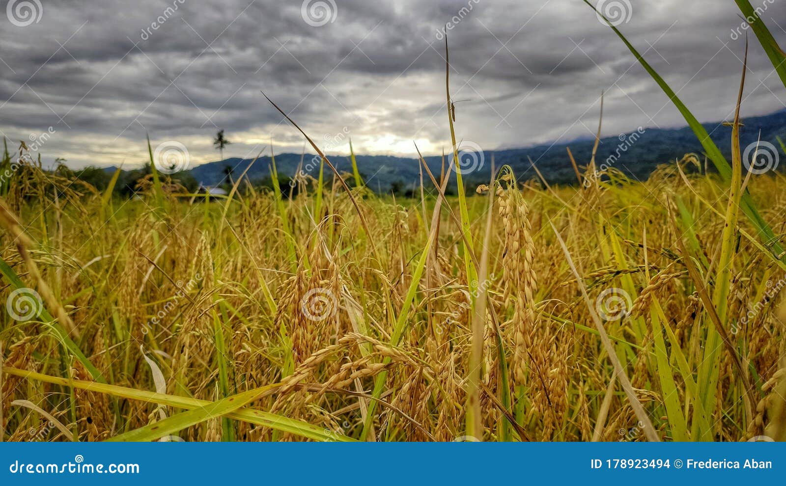 Image of Rice Paddy Field during Sunset Background Stock Photo - Image ...