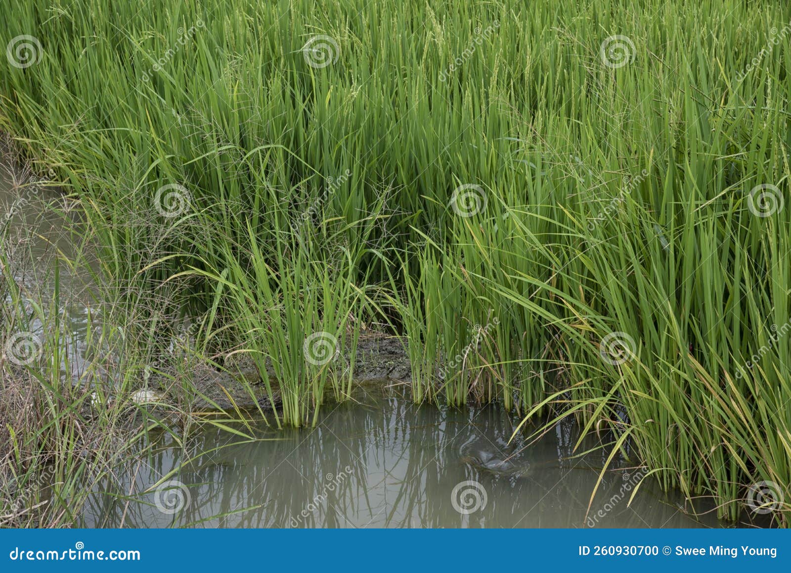 Rice Plant Growing on the Wet Paddy Bed Field. Stock Photo - Image of ...