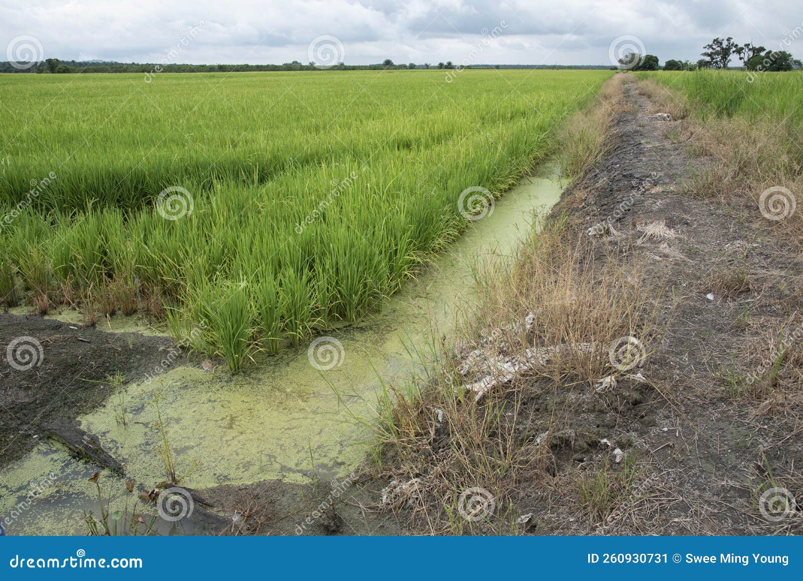 Rice Plant Growing on the Wet Paddy Bed Field. Stock Image - Image of ...