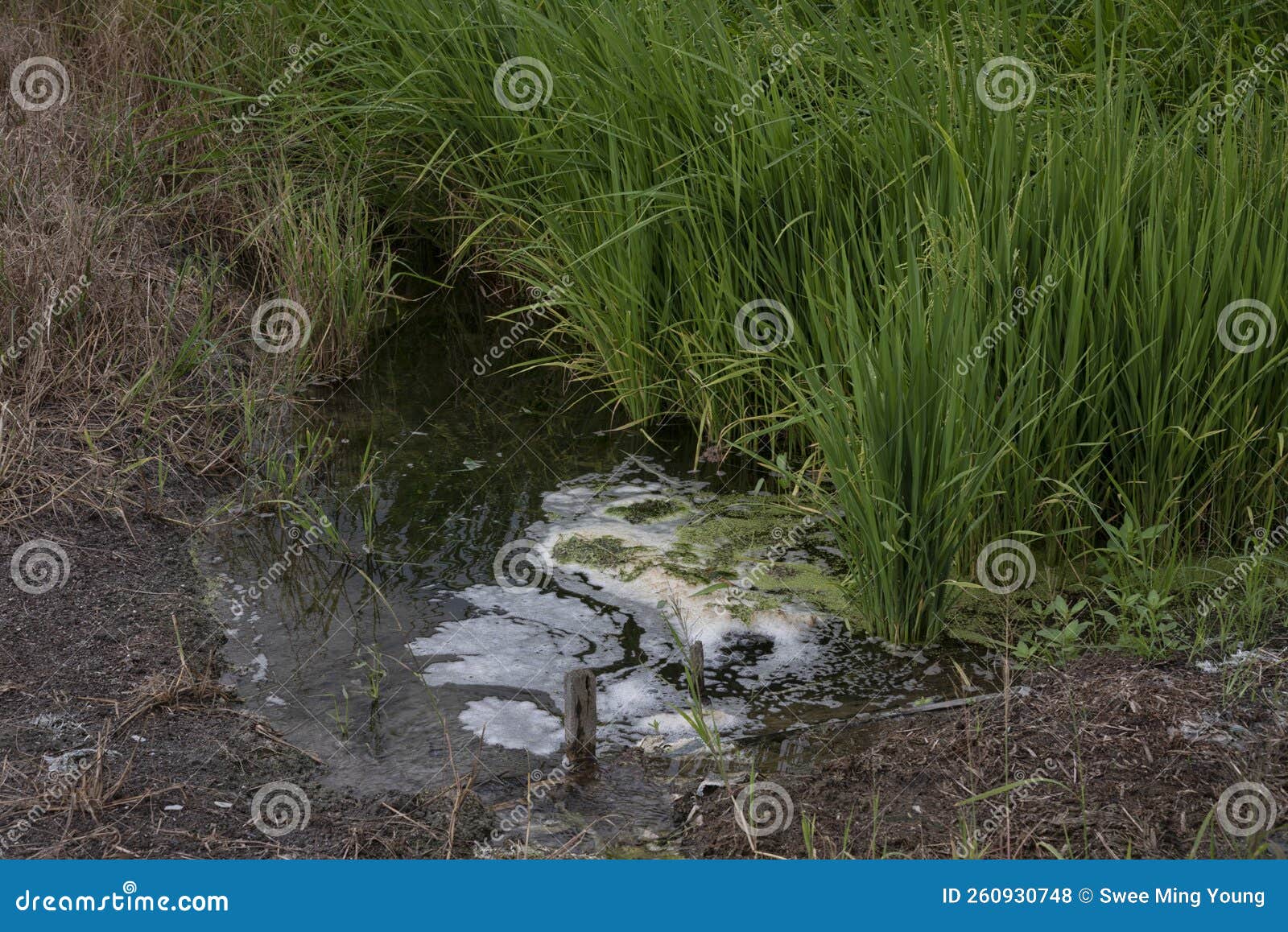 Rice Plant Growing on the Wet Paddy Bed Field. Stock Photo - Image of ...