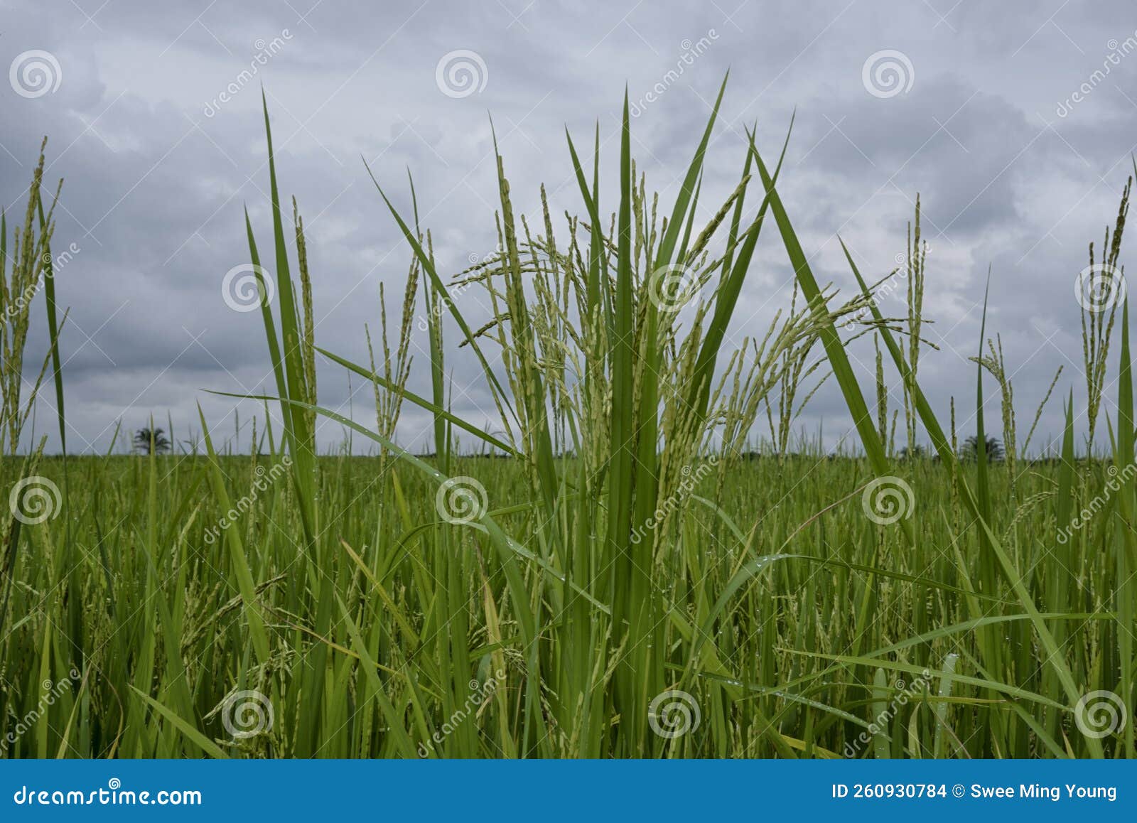 Rice Plant Growing on the Wet Paddy Bed Field. Stock Photo - Image of ...