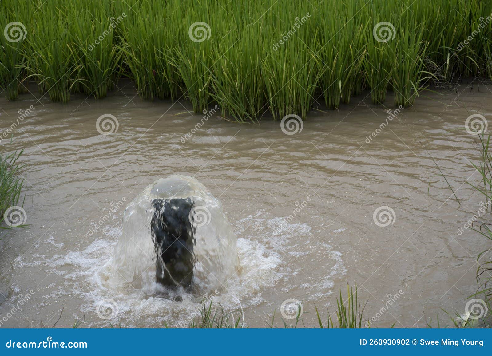 Rice Plant Growing on the Wet Paddy Bed Field. Stock Photo - Image of ...