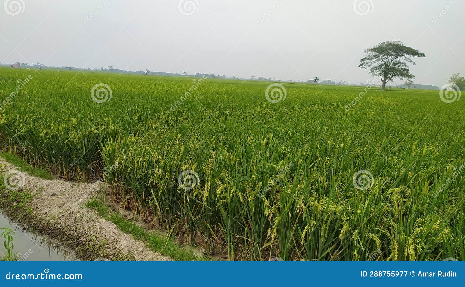 Image of Rice Plants in a Paddy Field Stock Image - Image of view ...