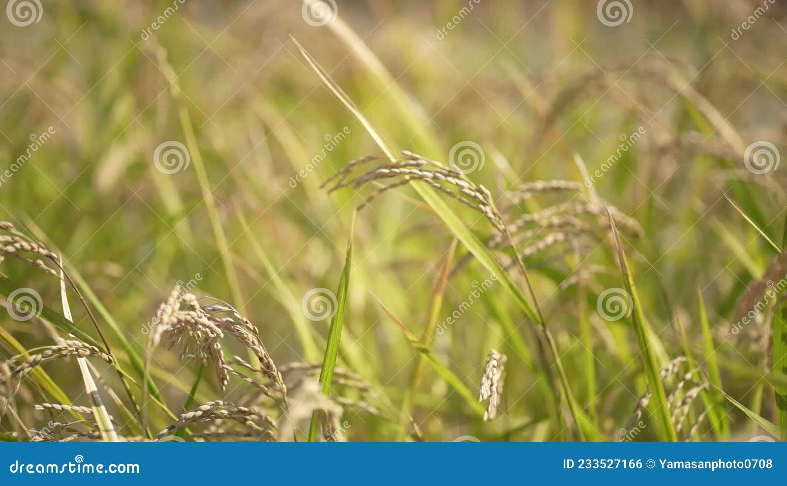 Rice Ears Swaying in the Wind Stock Footage - Video of paddy, harvest ...